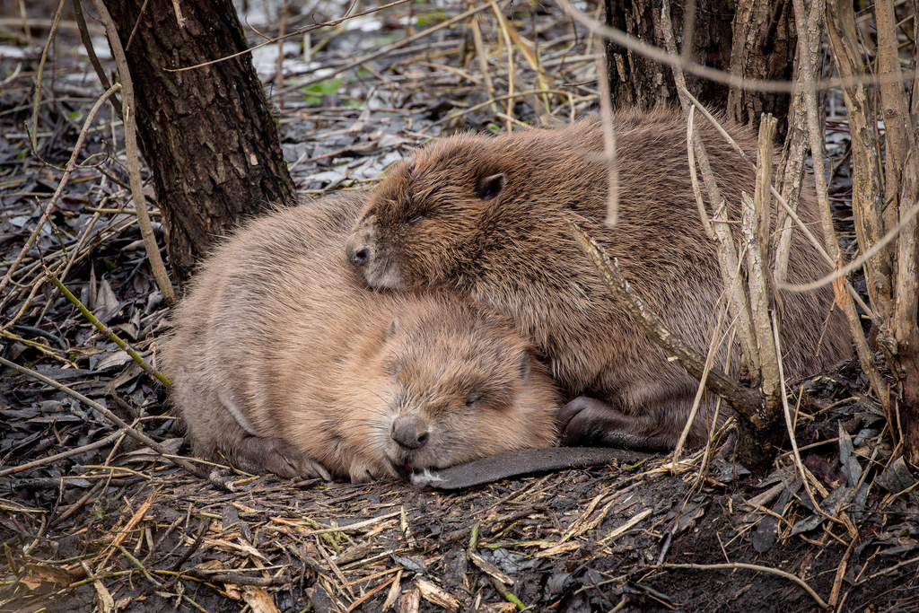 Bringing Beavers Back to Britain - Cool Green Science
