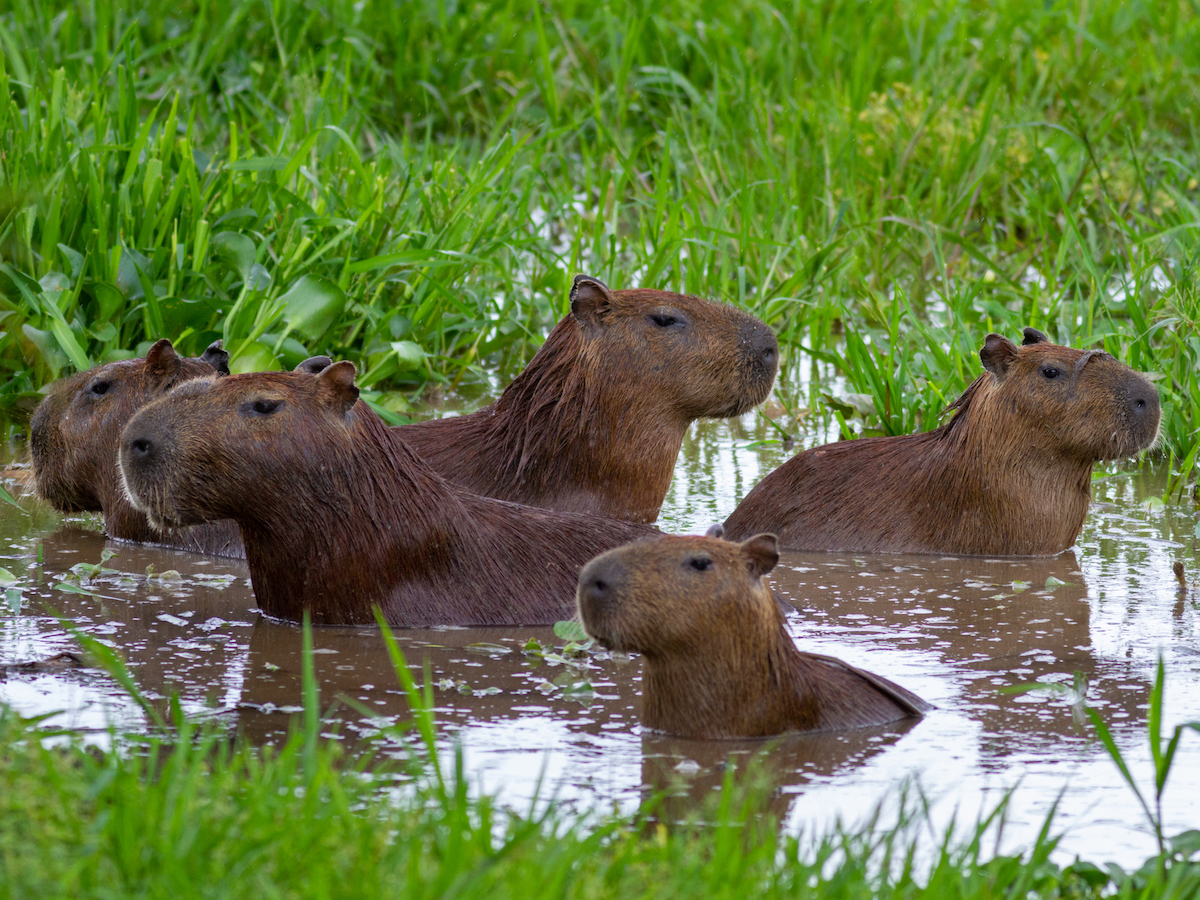 Crested Rats? Hairy Porcupines? 7 of the World's Coolest Rodents