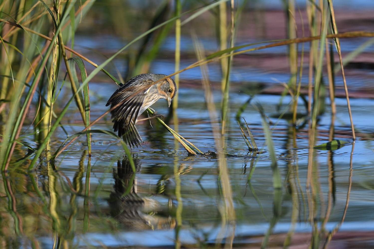 Saltmarsh Sparrow: The “Canary” of Sea-Level Rise - Cool Green Science