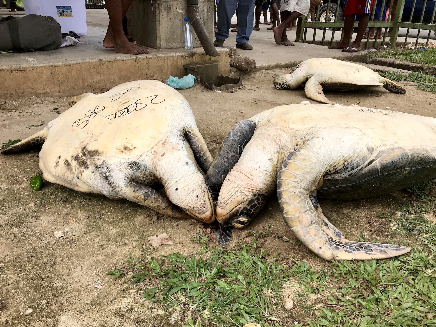 To Save Pacific Turtles, Focus on Small-Scale Fisheries - Cool Green ...