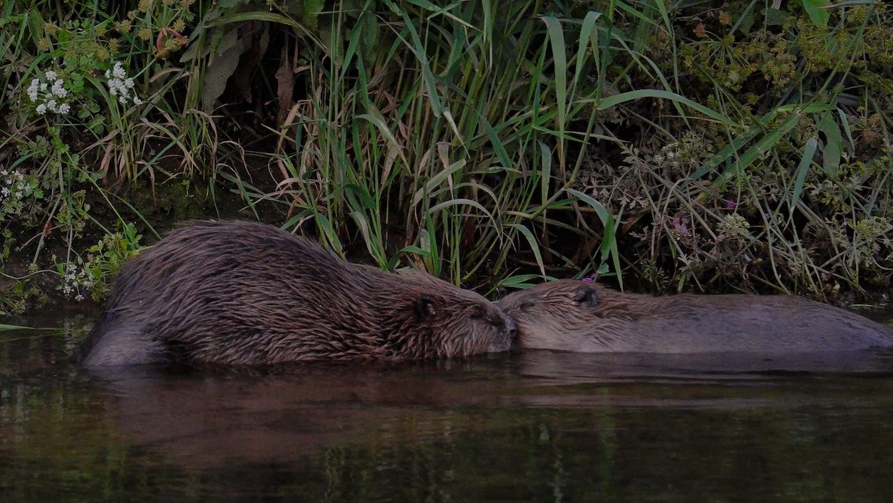 Bringing Beavers Back to Britain - Cool Green Science