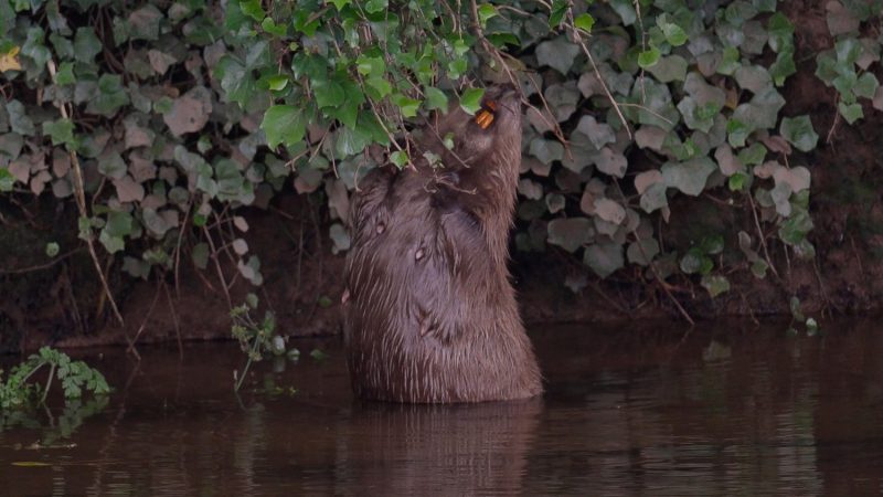 Bringing Beavers Back to Britain - Cool Green Science