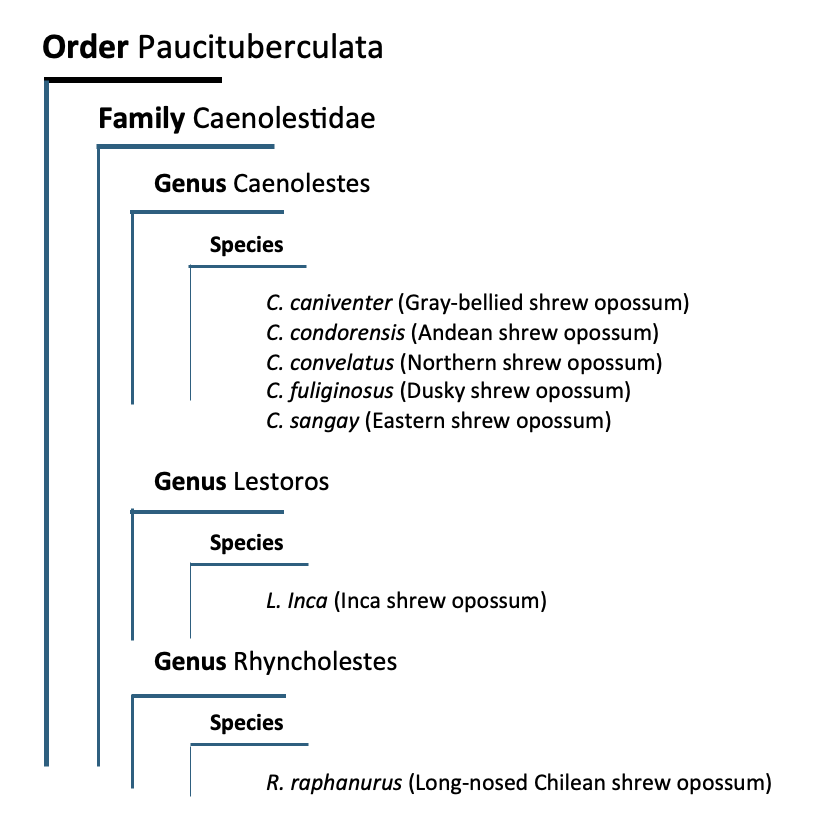 Meet the Mysterious Long-Nosed Chilean Shrew Opossum - Cool Green Science