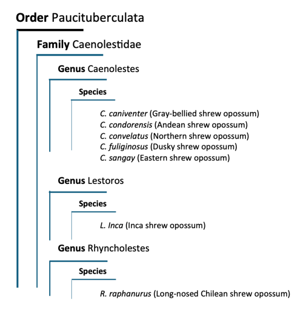 Meet the Mysterious Long-Nosed Chilean Shrew Opossum - Cool Green Science