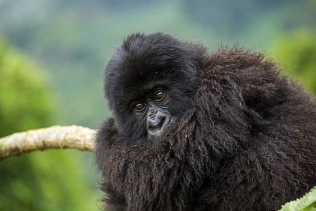 Miranda Wolfe - Cool Green Science