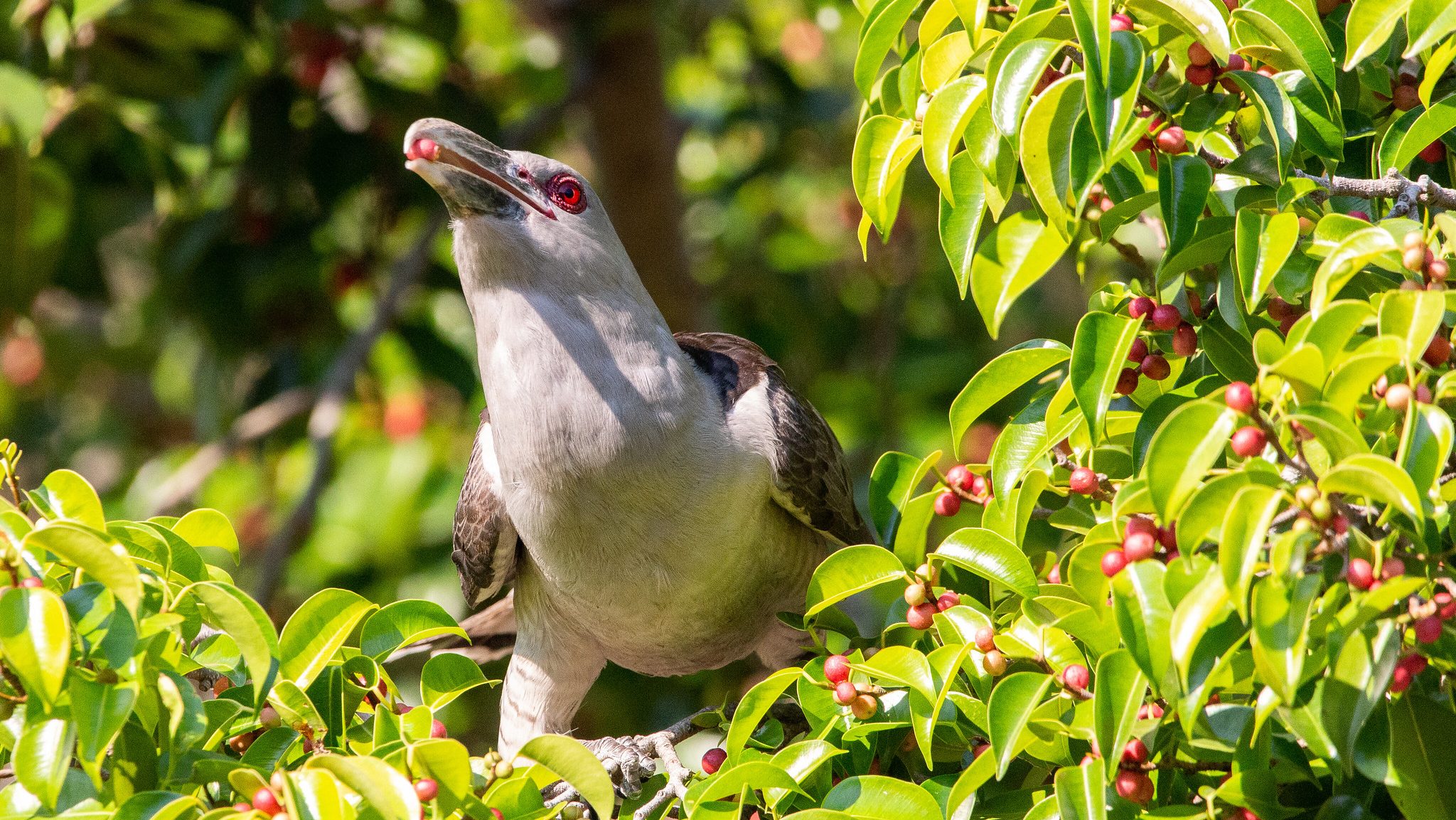 The Channel-billed Cuckoo is the World’s Largest Brood Parasite