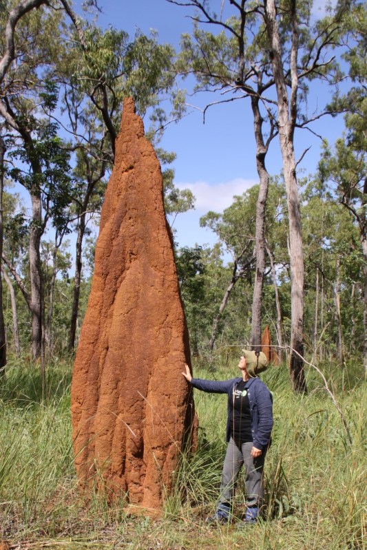 A Day in the Life of a Field Scientist: Cape York Edition - Cool Green ...