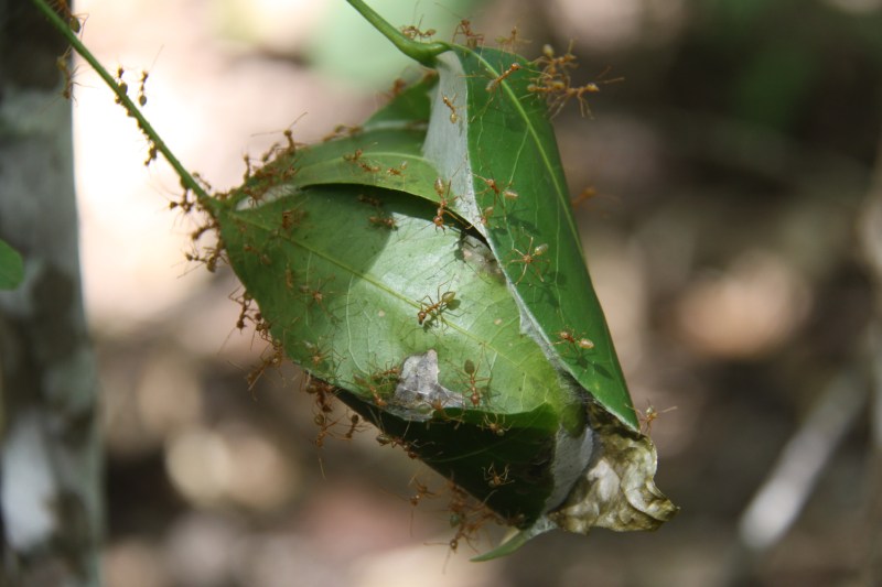 A Day in the Life of a Field Scientist: Cape York Edition - Cool Green ...