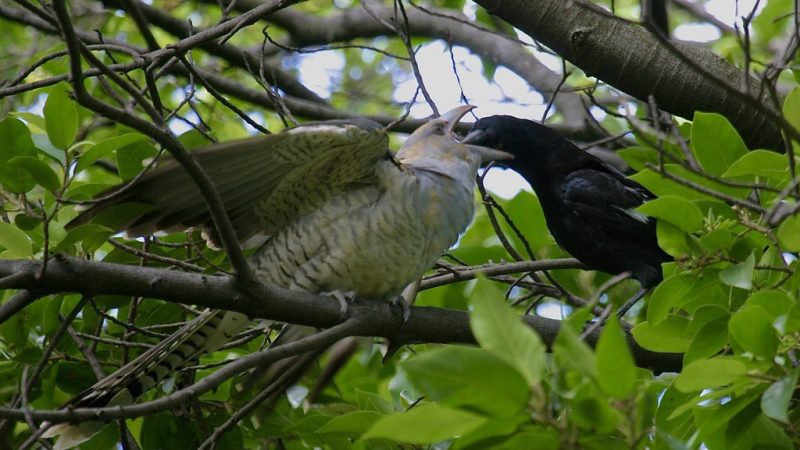 The Channel-billed Cuckoo is the World’s Largest Brood Parasite