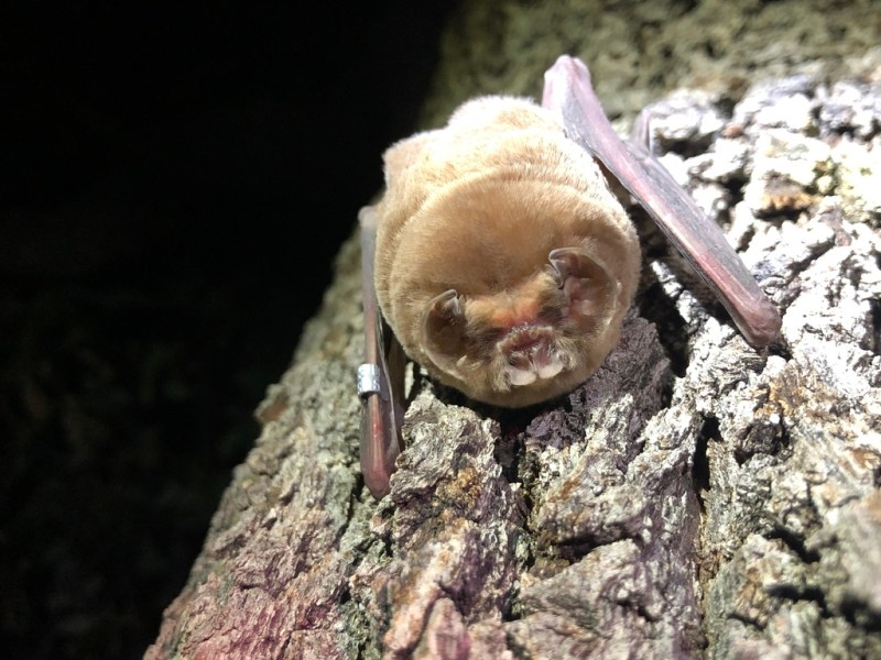 Goblin Shark & Ghost-faced Bat: Cool Critters with Creepy Names - Cool ...