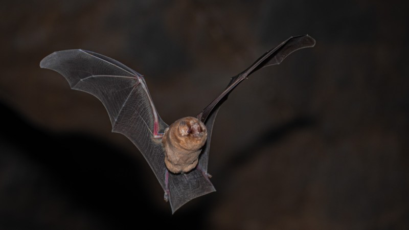 Goblin Shark & Ghost-faced Bat: Cool Critters with Creepy Names - Cool ...