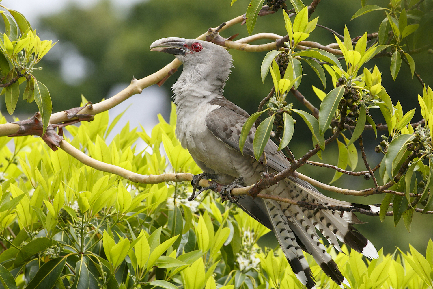 The Channel-billed Cuckoo is the World’s Largest Brood Parasite