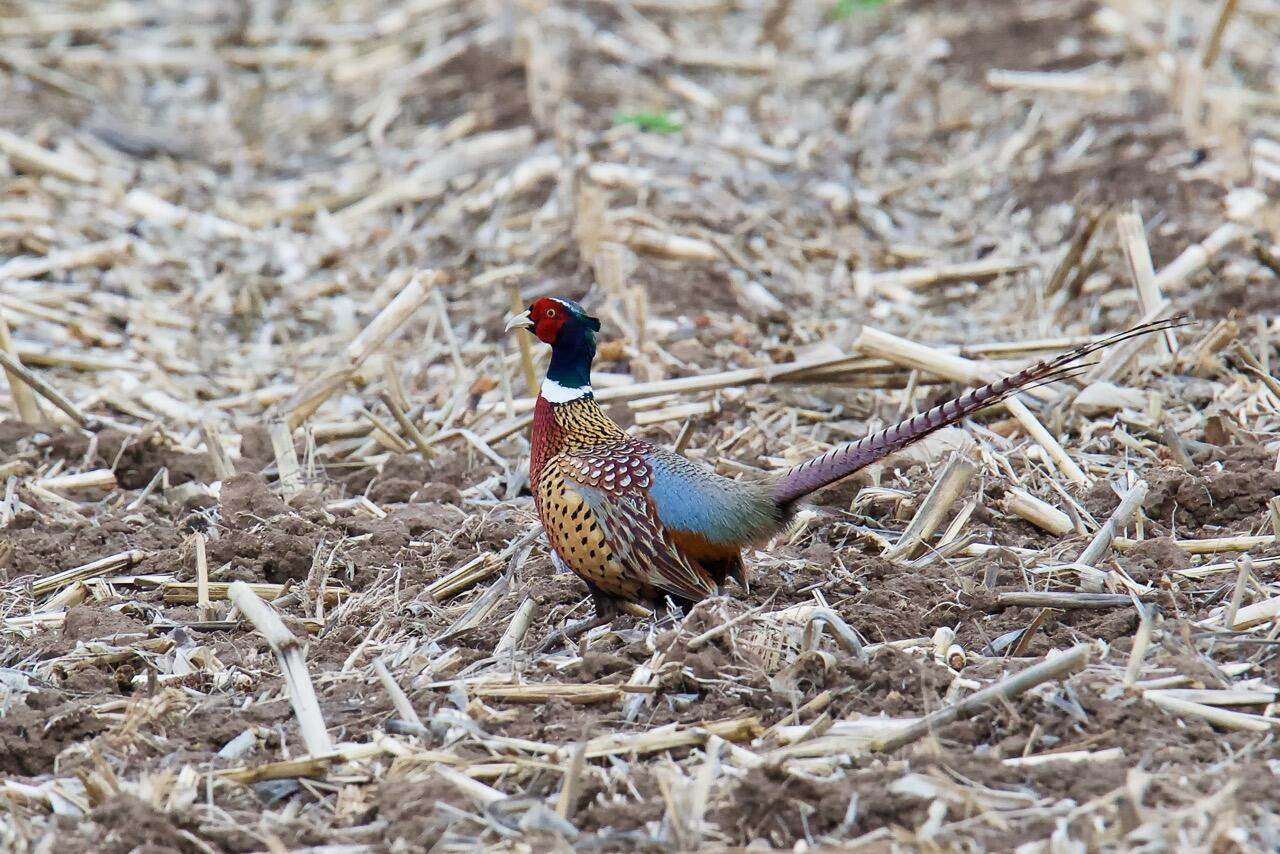 The 5 Golden Rings? They Might be Pheasants - Cool Green Science