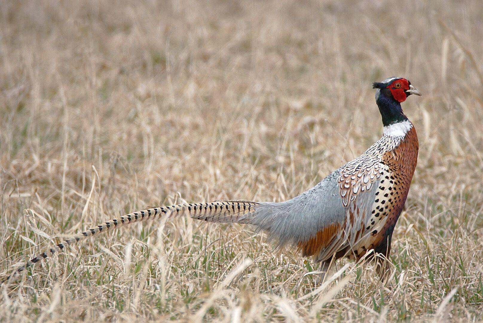 The 5 Golden Rings? They Might be Pheasants - Cool Green Science