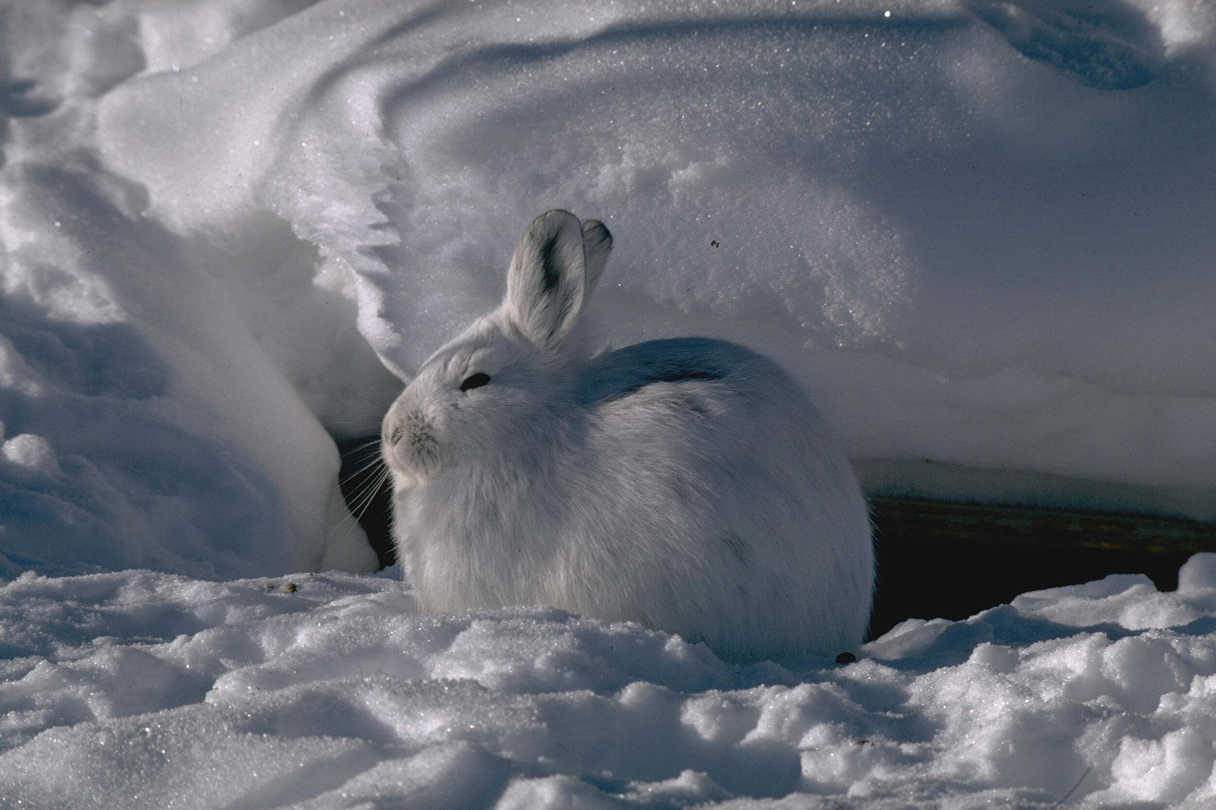 Animals That Turn White in Winter Face a Climate Challenge - Cool Green ...