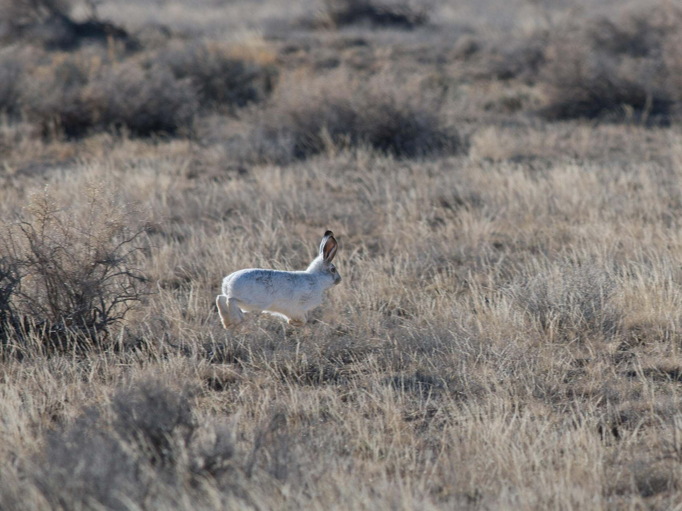 Animals That Turn White in Winter Face a Climate Challenge - Cool Green Science
