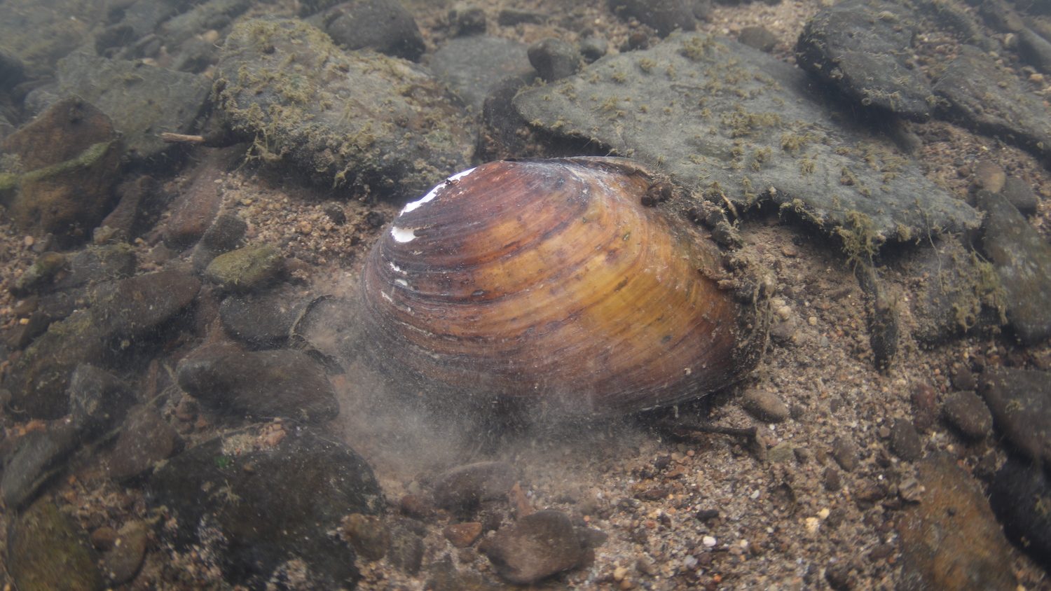 Freshwater Mussels: The Livers of the River - Cool Green Science