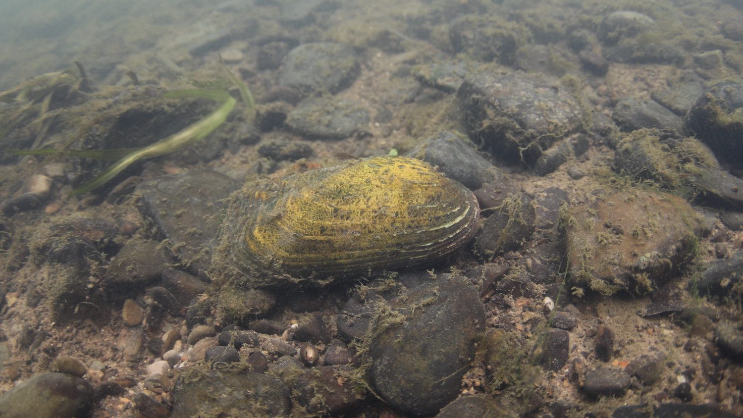 Freshwater Mussels: The Livers of the River - Cool Green Science