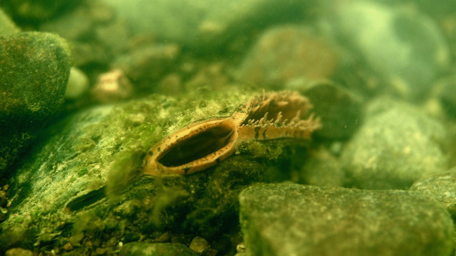 Freshwater Mussels: The Livers of the River - Cool Green Science