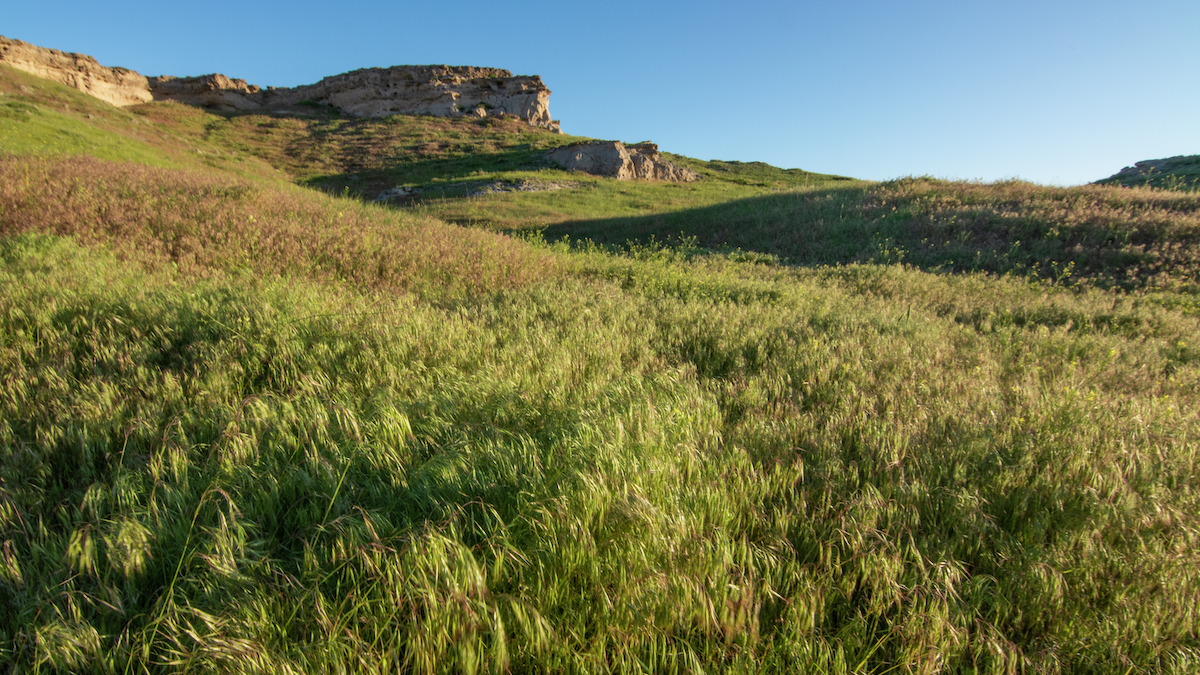 How Will Climate Change Affect the Spread of Invasive Species? - Cool ...