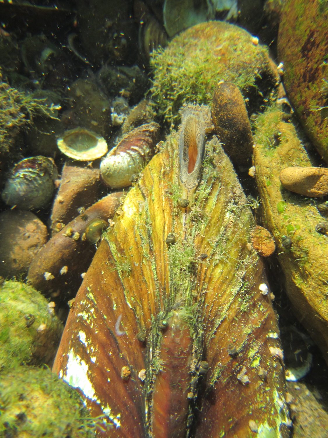 Freshwater Mussels: The Livers of the River - Cool Green Science