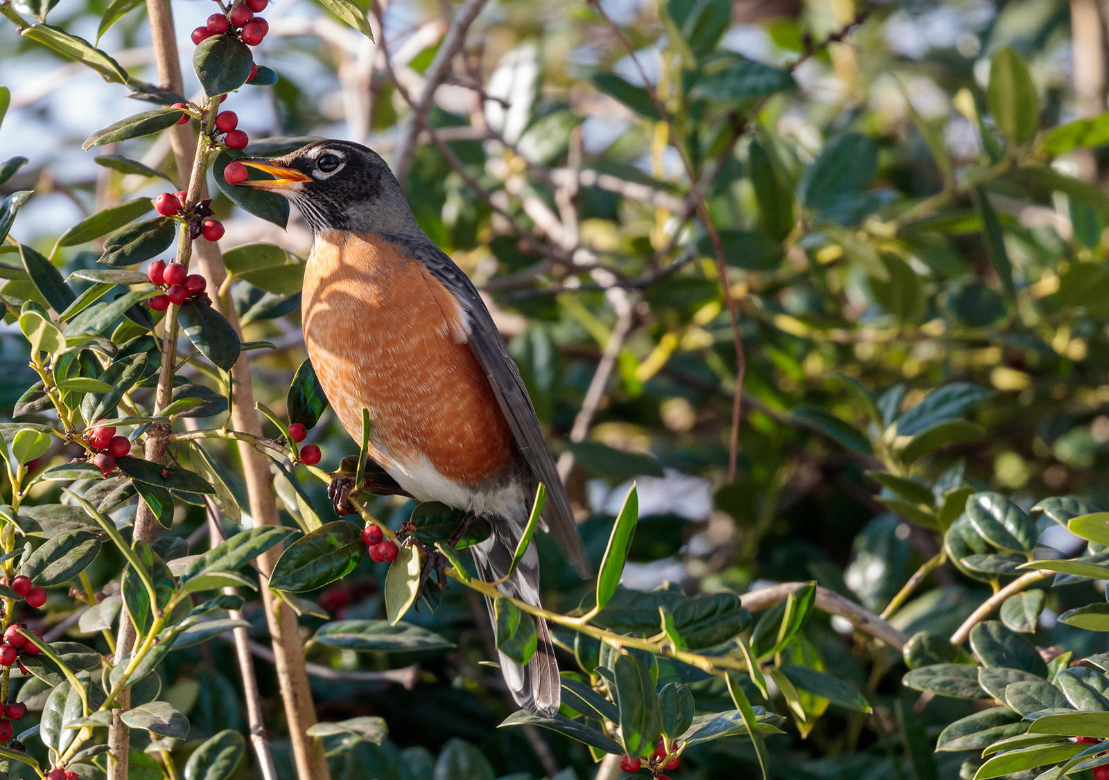 Why Are You Seeing Robins in Winter? - Cool Green Science