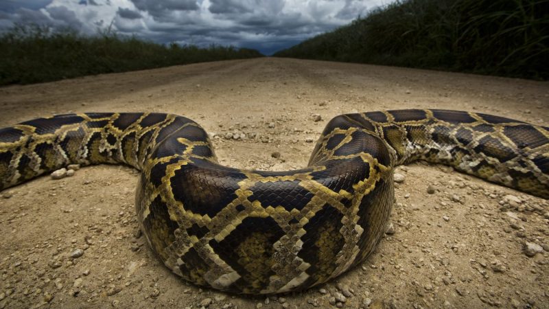 How Will Climate Change Affect the Spread of Invasive Species? - Cool ...