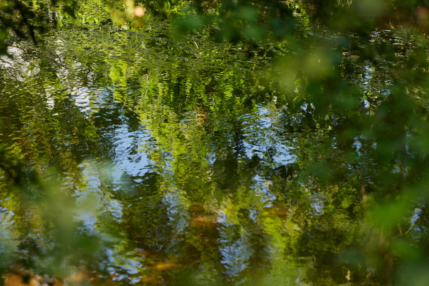 Inside the Clear Waters of England’s Ancient Chalk Streams - Cool Green ...