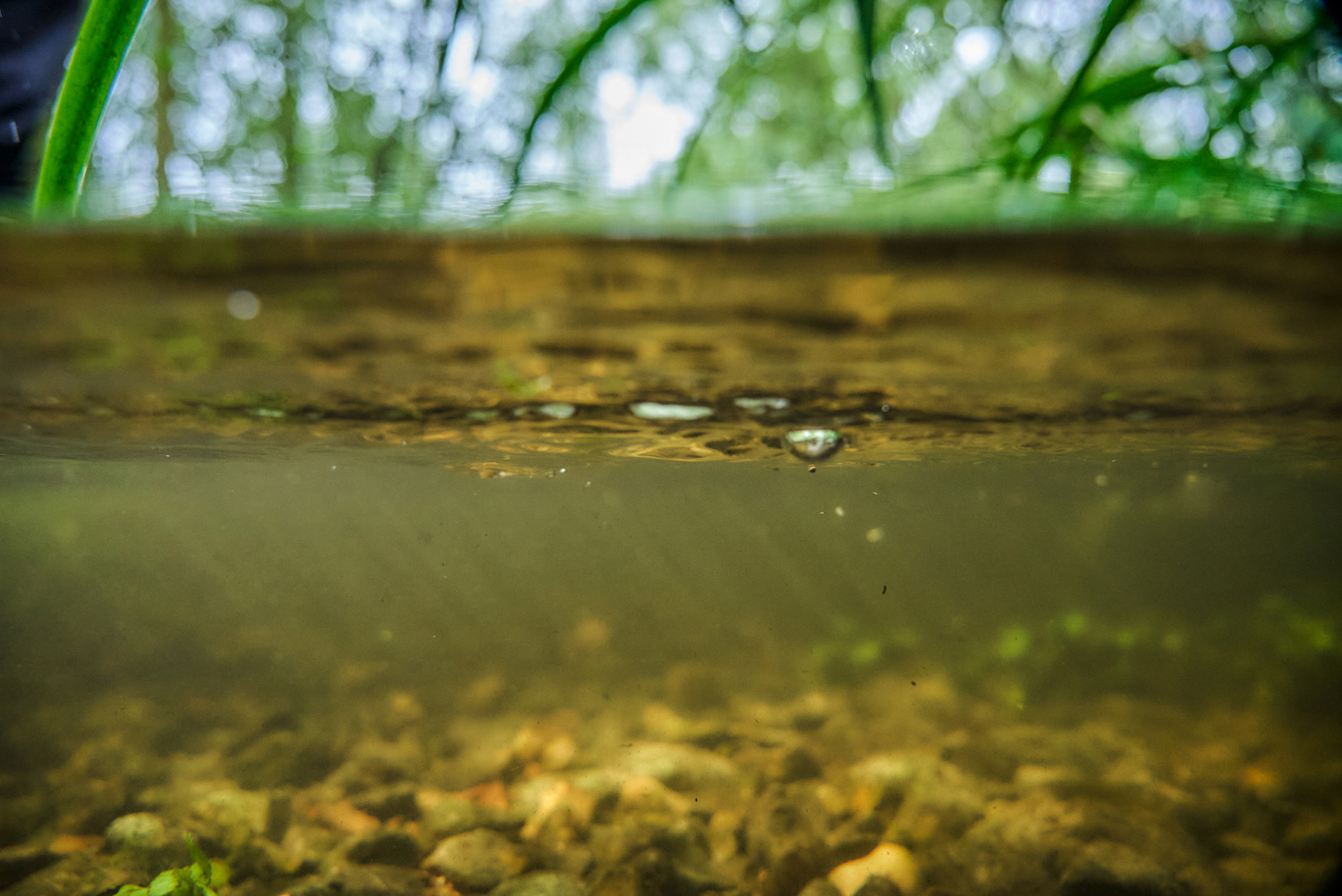 Inside the Clear Waters of England’s Ancient Chalk Streams - Cool Green ...