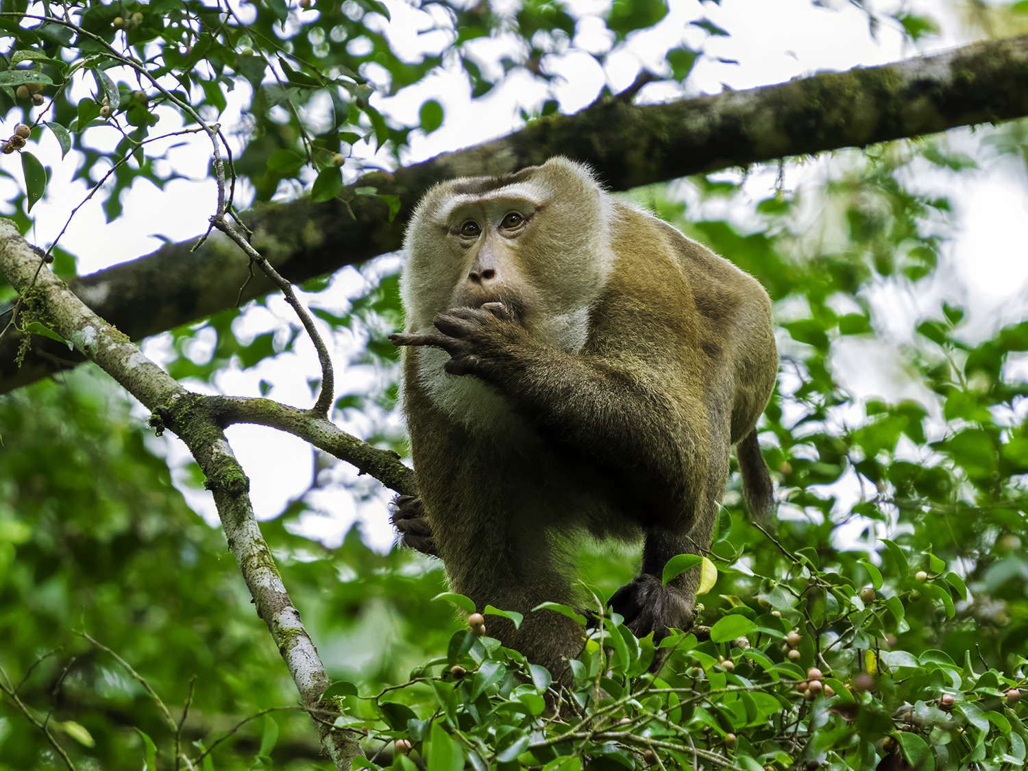 From Slow Loris to Gibbon: Meet 8 of Borneo’s Coolest Primates - Cool ...