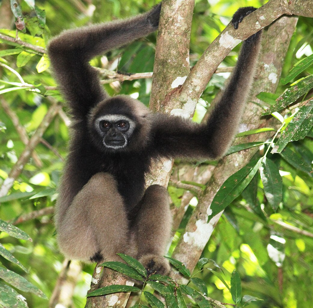From Slow Loris to Gibbon: Meet 8 of Borneo’s Coolest Primates - Cool ...