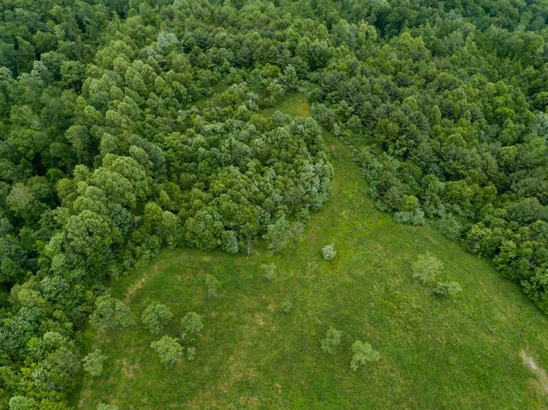 Seeing the Forest for the Community - Cool Green Science