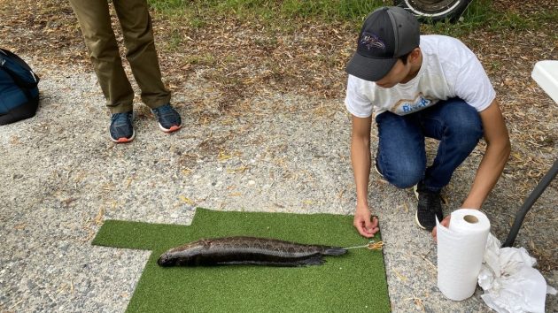 The Science of Snakehead Slime - Cool Green Science