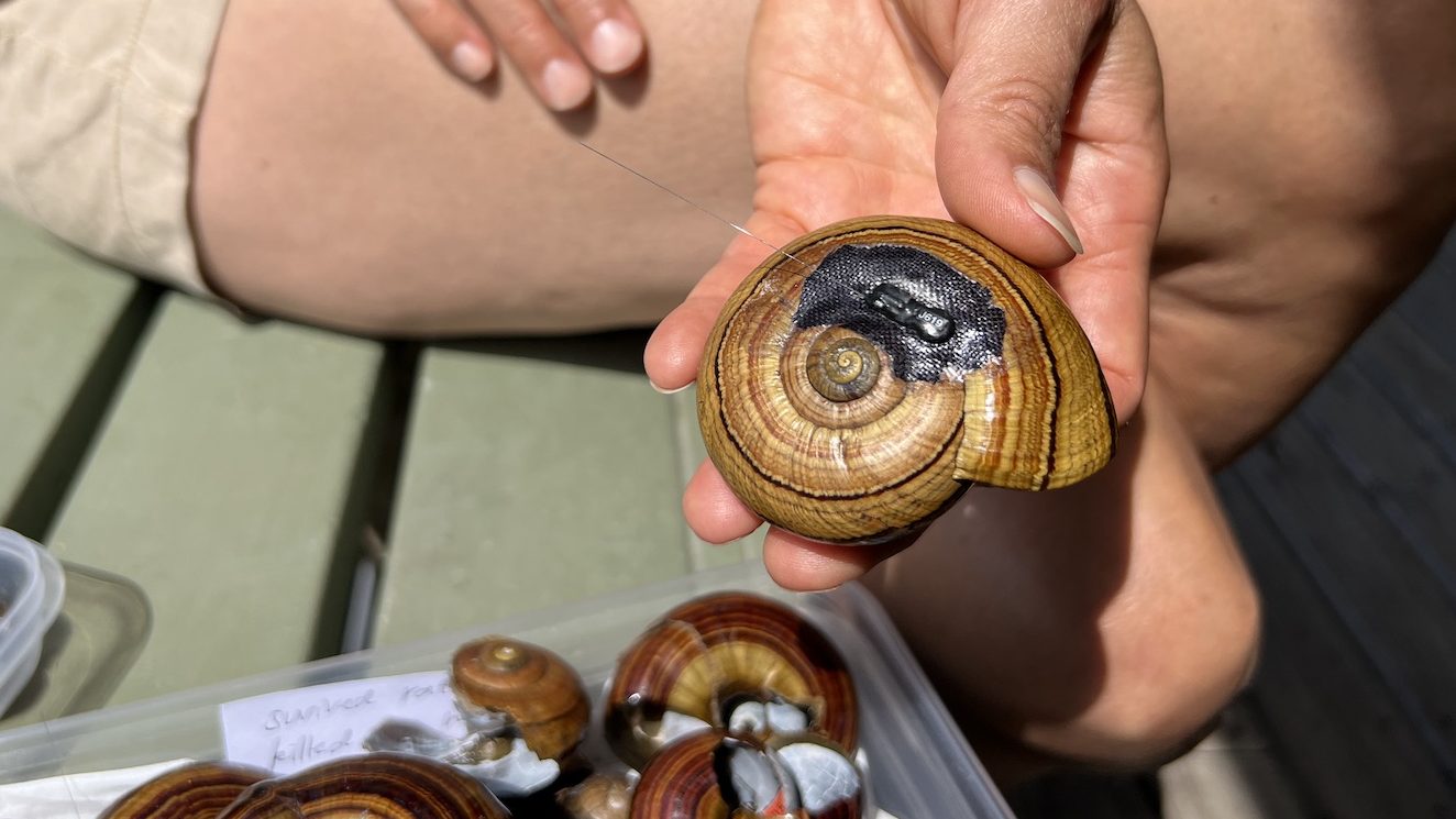 These Carnivorous Snails Slurp Earthworms Like Spaghetti - Cool Green ...