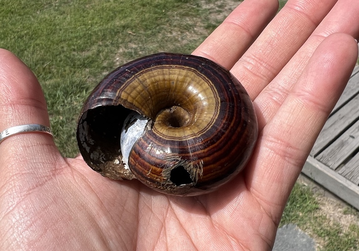 These Carnivorous Snails Slurp Earthworms Like Spaghetti - Cool Green ...