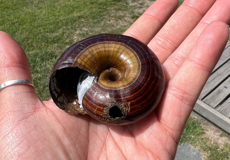 These Carnivorous Snails Slurp Earthworms Like Spaghetti - Cool Green ...