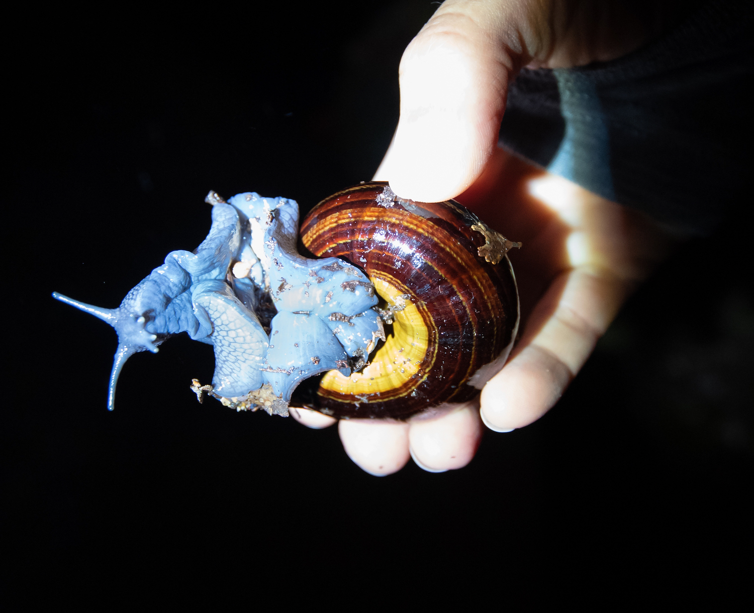 These Carnivorous Snails Slurp Earthworms Like Spaghetti - Cool Green ...