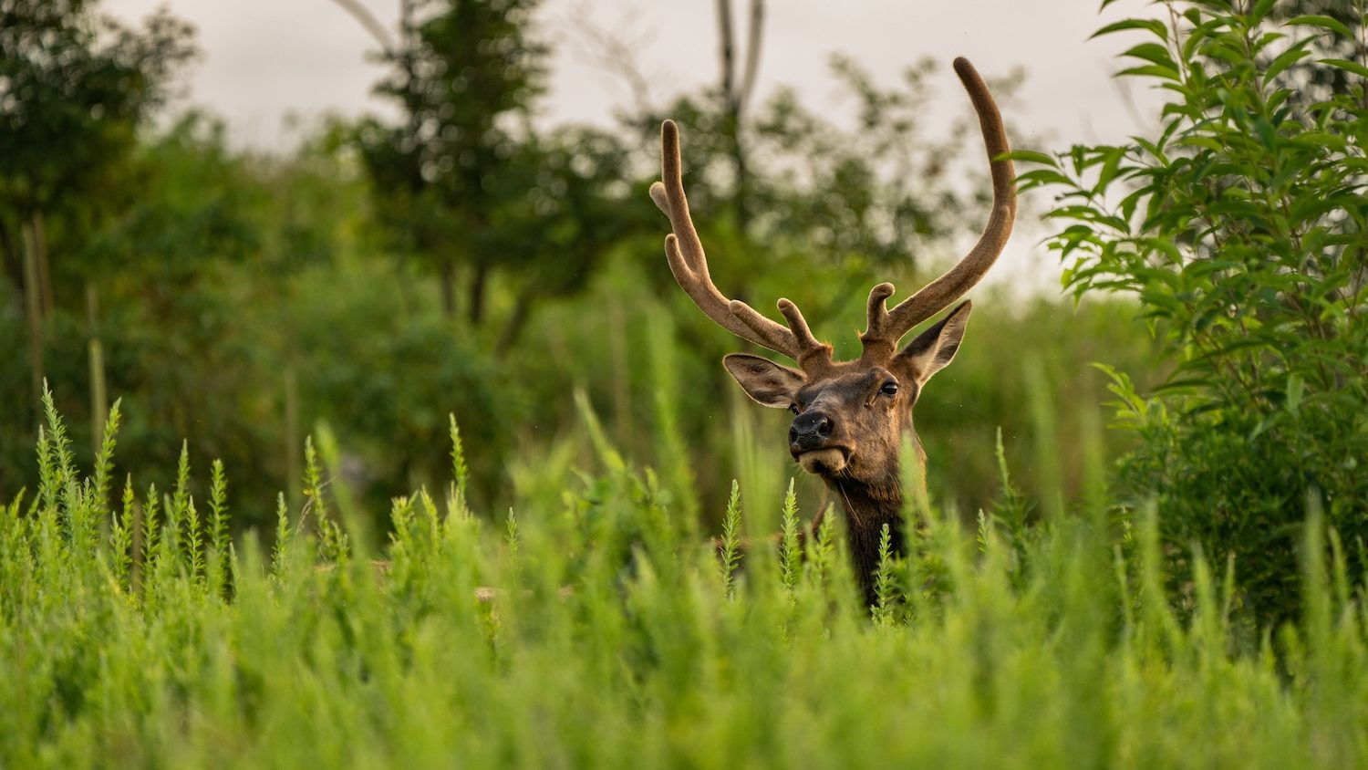 Elk in the East: A View to a Dramatic Conservation Success - Cool Green ...