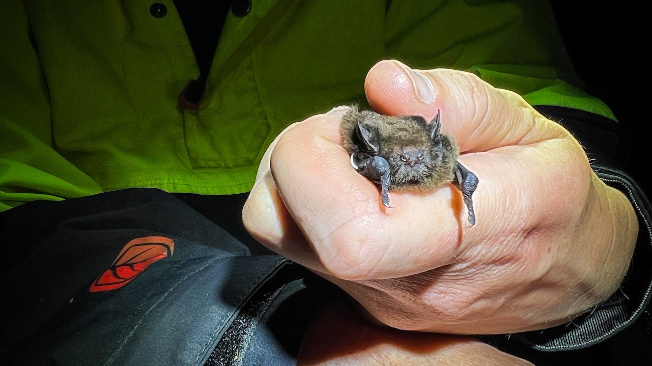 Tracking the Tiny Bats of Aotearoa - Cool Green Science