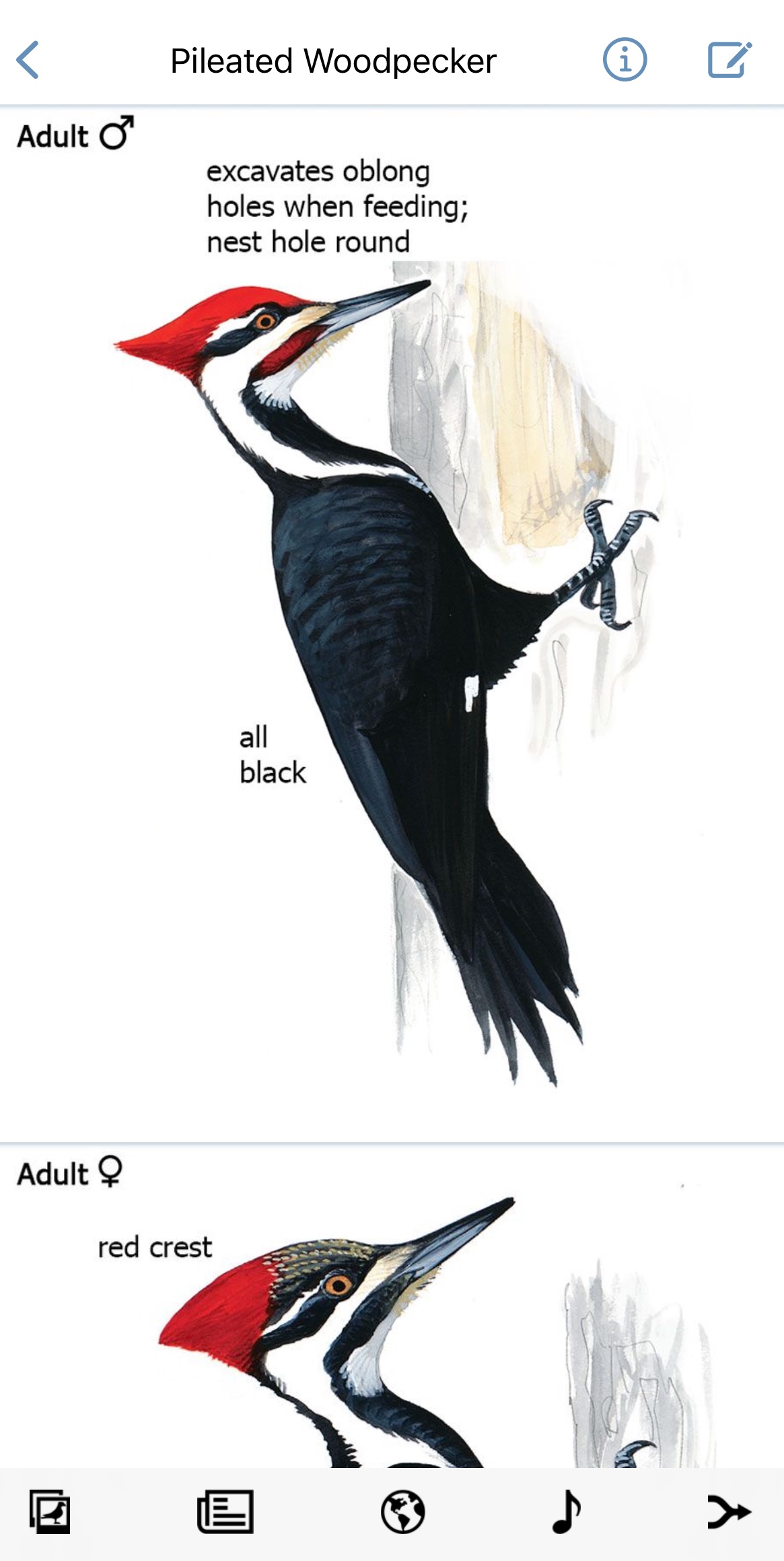 The Only Birding Apps You'll Ever Need - Cool Green Science