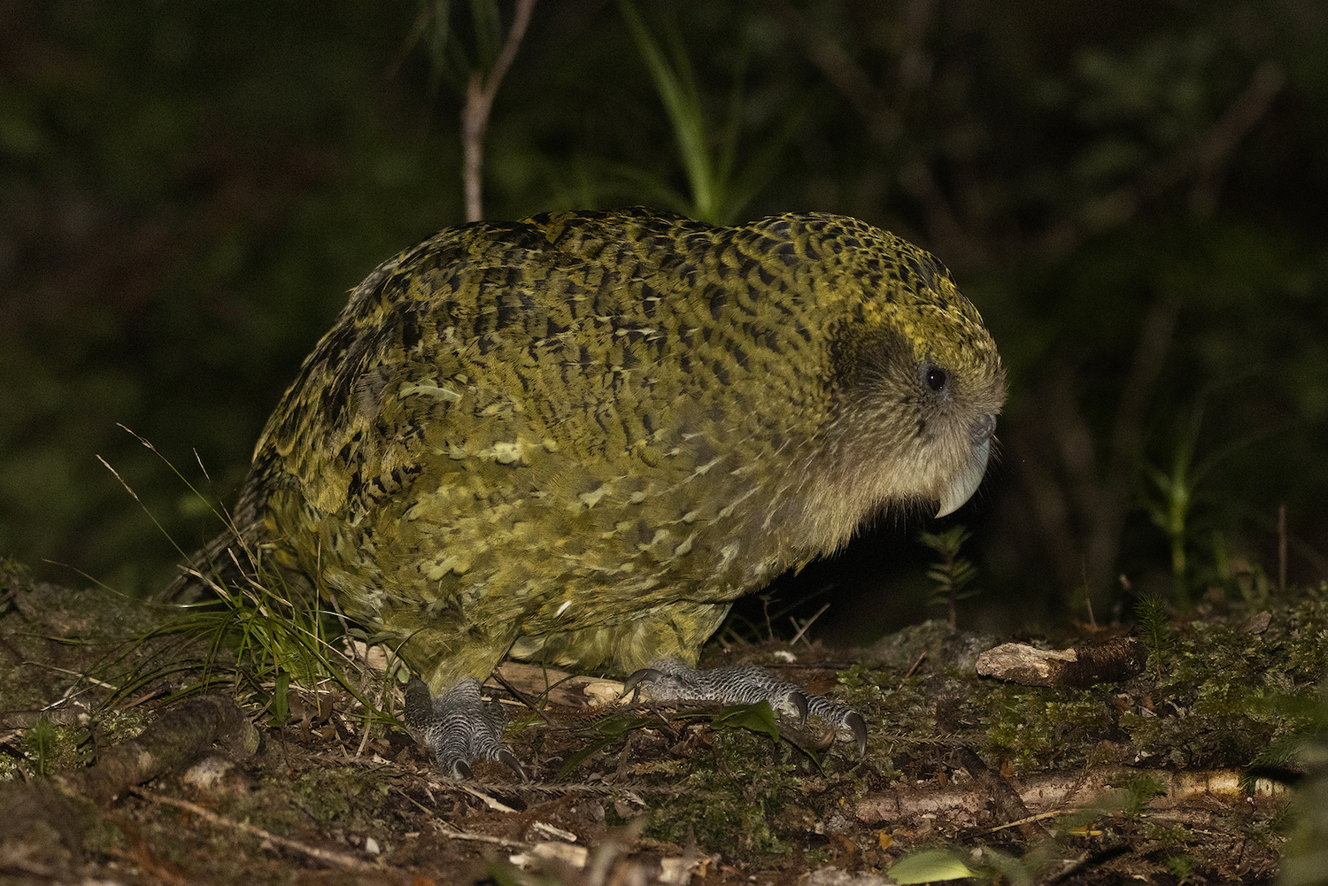 Meet Four Amazing Endemic Parrots from New Zealand - Cool Green Science