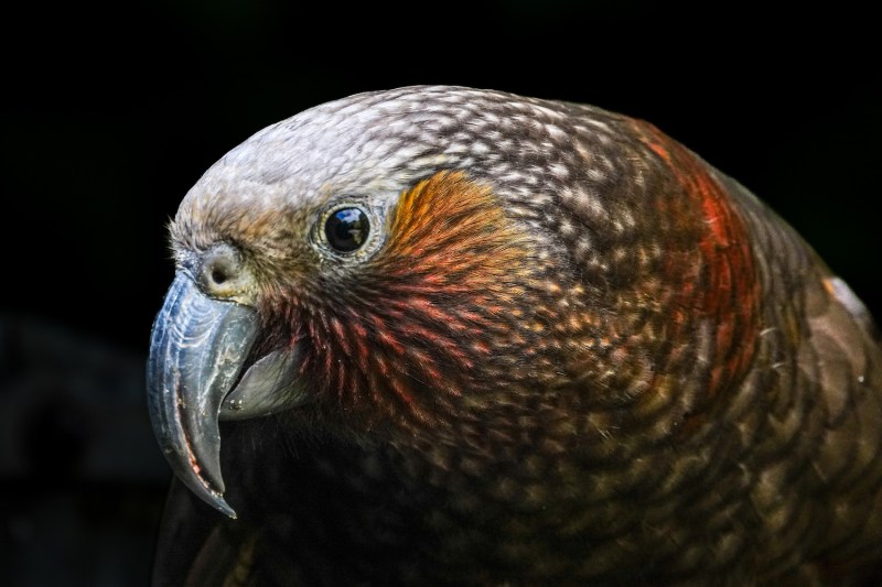 Meet Four Amazing Endemic Parrots from New Zealand - Cool Green Science