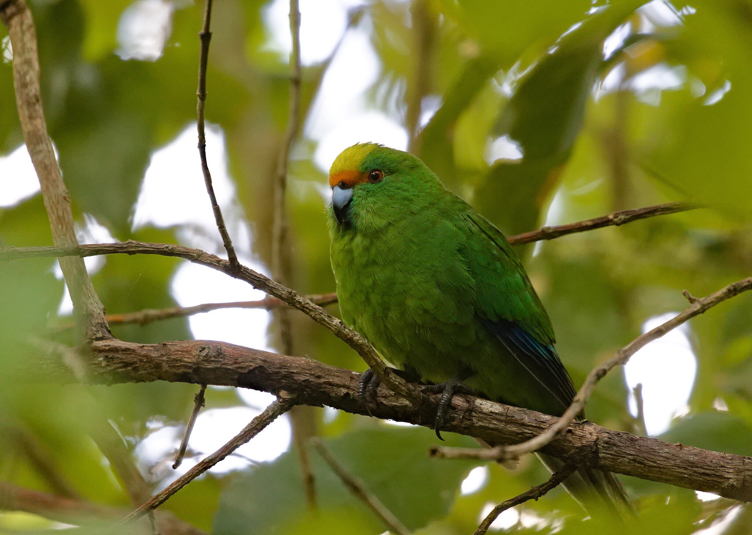 Meet Four Amazing Endemic Parrots from New Zealand - Cool Green Science