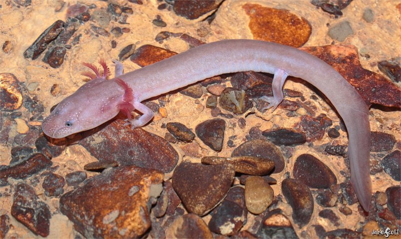The Overlooked Biodiversity of Appalachian Caves - Cool Green Science