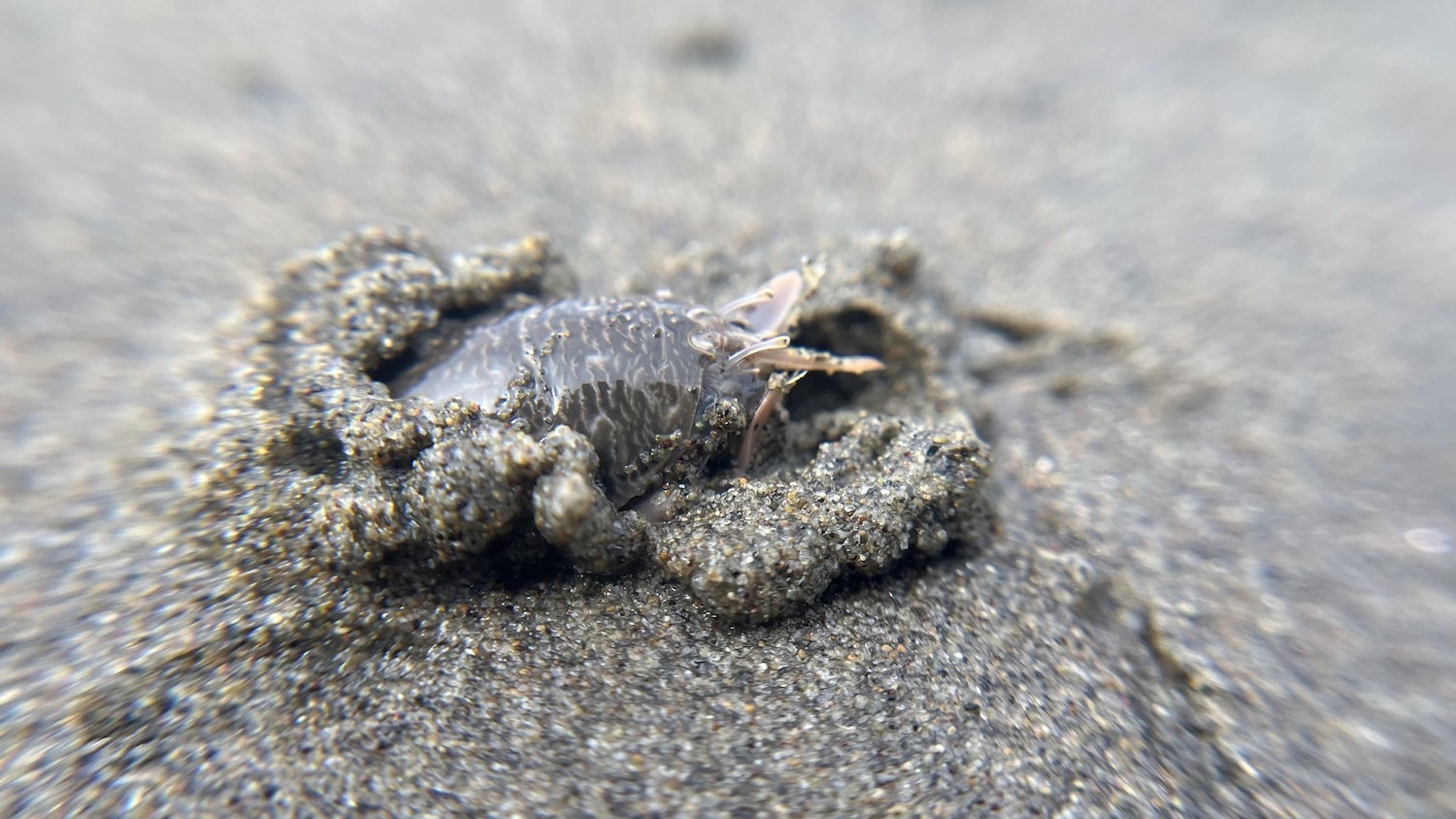 Meet the Mole Crab, a Common and Surprising Beach Creature - Cool Green ...