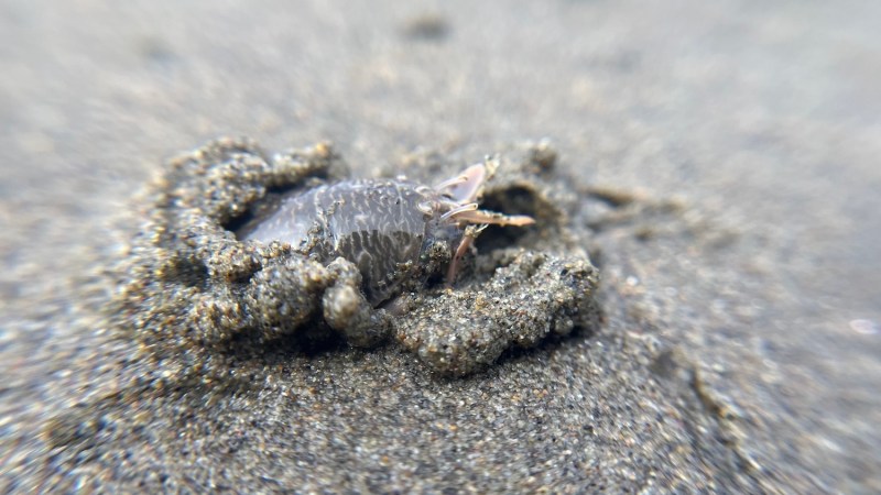 Meet the Mole Crab, a Common and Surprising Beach Creature - Cool Green ...