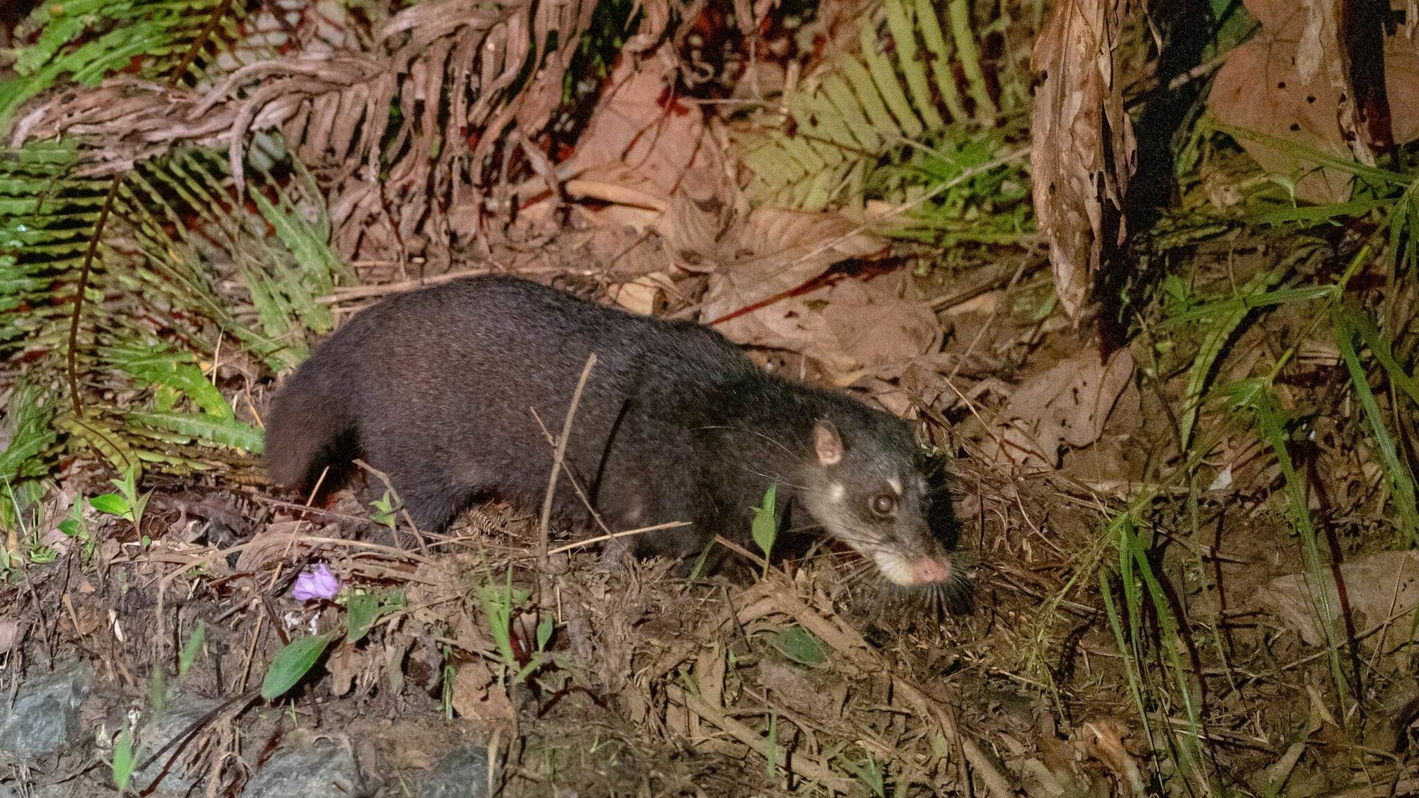 Meet the Civet, the Mammal Behind the Coffee - Cool Green Science