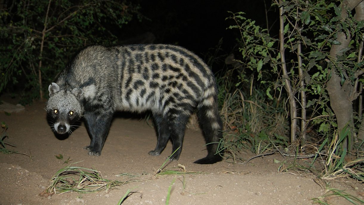 Meet the Civet, the Mammal Behind the Coffee - Cool Green Science