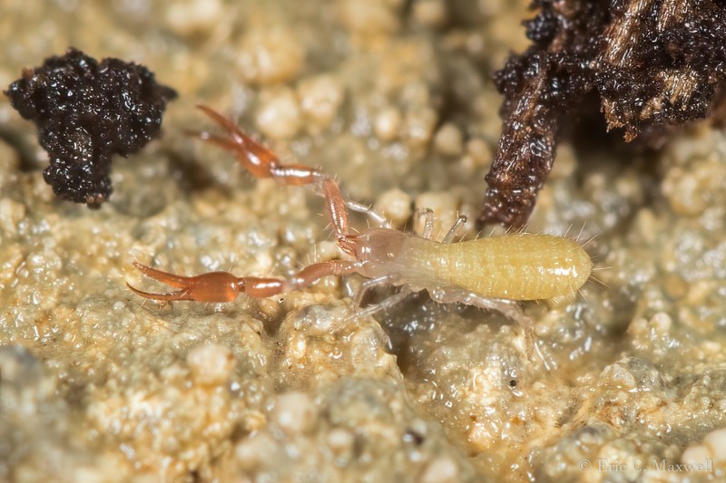 The Overlooked Biodiversity of Appalachian Caves - Cool Green Science