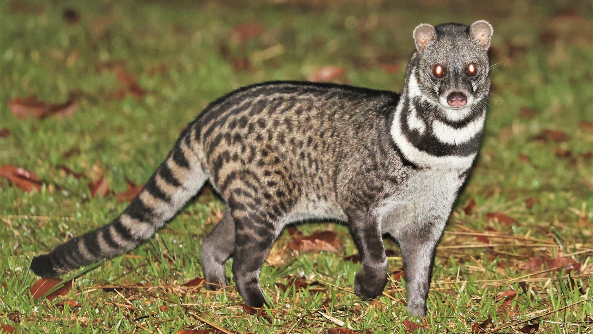 Meet the Civet, the Mammal Behind the Coffee - Cool Green Science